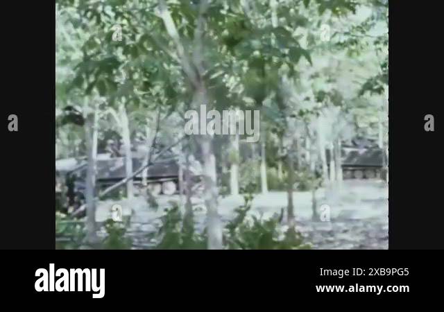American army tanks knock over rubber trees in Vietnam as they advance ...