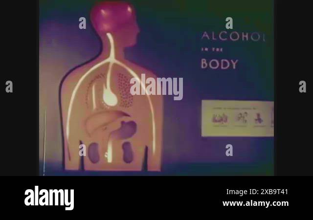 Understanding the blood alcohol level and how beverage alcohol effects ...