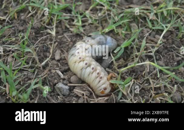 Cockchafer larva. Its other names Melolontha melolontha, white grub ...