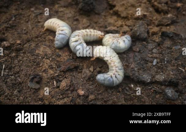Cockchafer larva. Its other names Melolontha melolontha, white grub ...