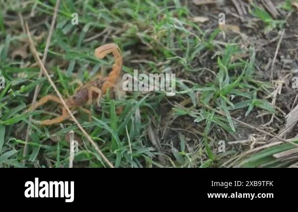 Indian red scorpion. It is considered to be the most lethal scorpion in ...