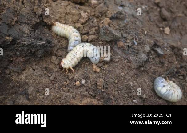 Cockchafer larva. Its other names Melolontha melolontha, white grub ...