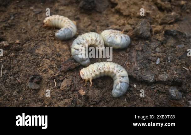 Cockchafer larva. Its other names Melolontha melolontha, white grub ...