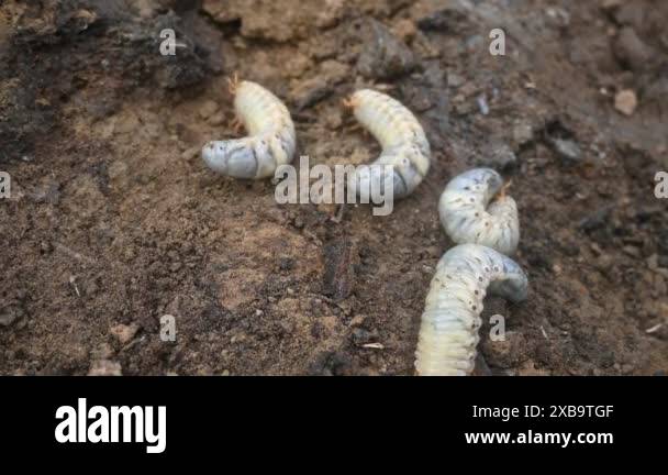 Cockchafer larva. Its other names Melolontha melolontha, white grub ...