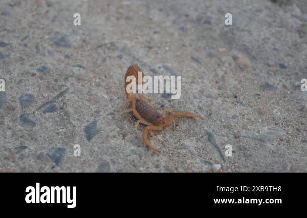 Indian red scorpion. It is considered to be the most lethal scorpion in ...