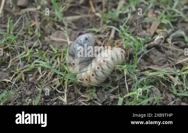 Cockchafer larva. Its other names Melolontha melolontha, white grub ...