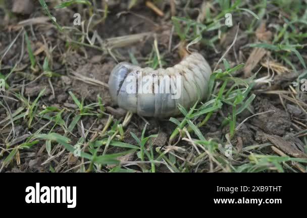 Cockchafer larva. Its other names Melolontha melolontha, white grub ...