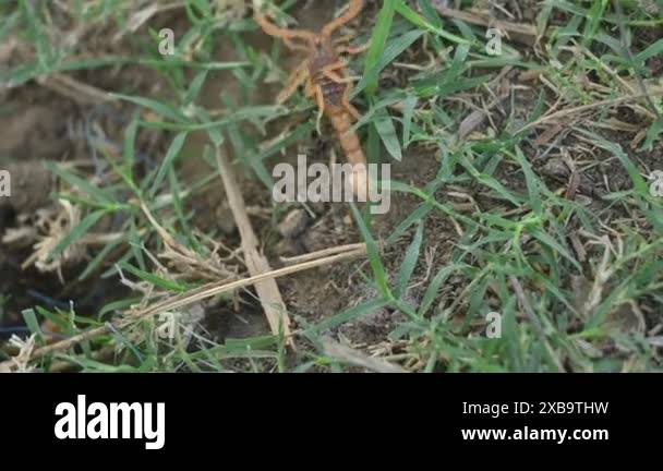 Indian red scorpion. It is considered to be the most lethal scorpion in ...