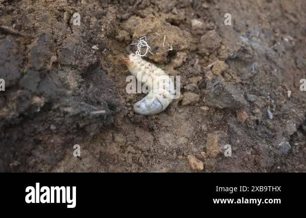 Cockchafer larva. Its other names Melolontha melolontha, white grub ...