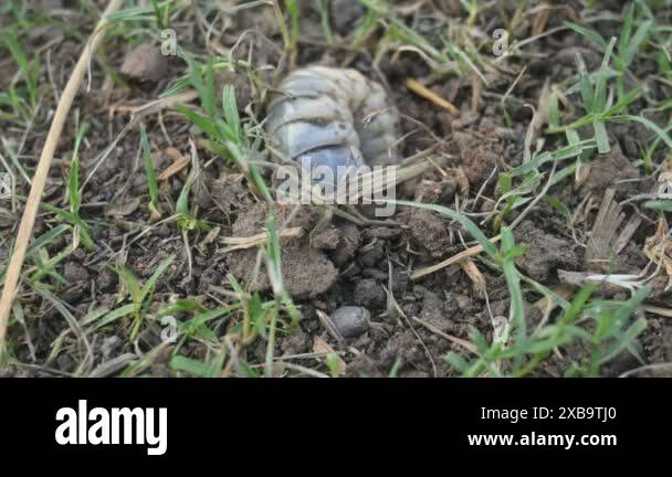 Cockchafer larva. Its other names Melolontha melolontha, white grub ...