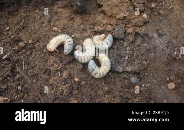 Cockchafer larva. Its other names Melolontha melolontha, white grub ...