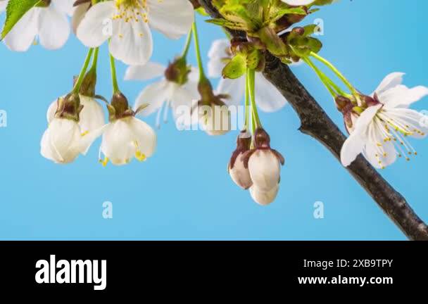 Cherry tree white flower Stock Videos & Footage - HD and 4K Video Clips ...