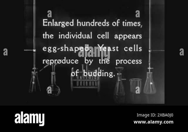 1920s - Yeast cells reproduce under a microscope during the ...
