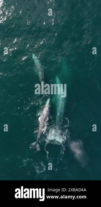 Vertical Screen: An aweinspiring aerial video captures the majestic ...