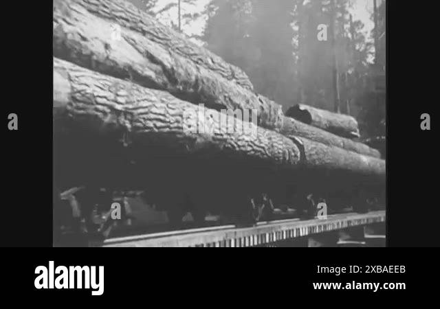 A train carrying logs, logging, new seedlings and forests are shown, in ...