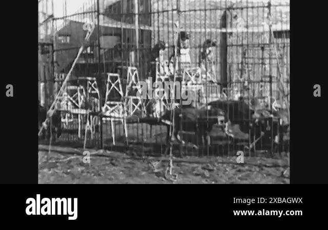 Lion tamer trainer zoo Stock Videos & Footage - HD and 4K Video Clips ...