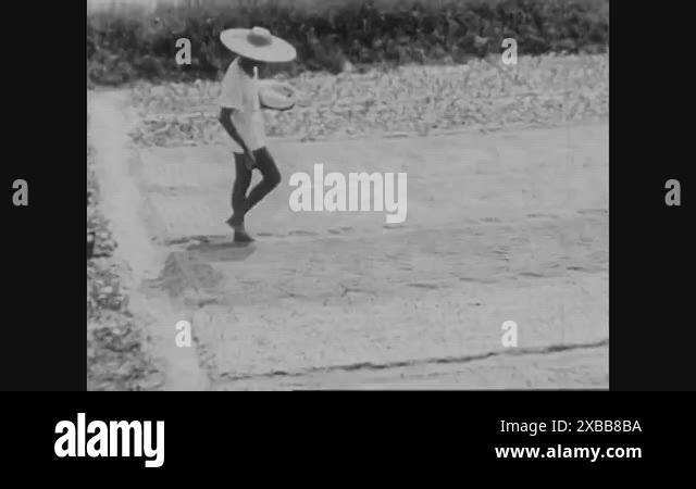 Seeding, picking, spraying and irrigating a rice crop is shown, in ...