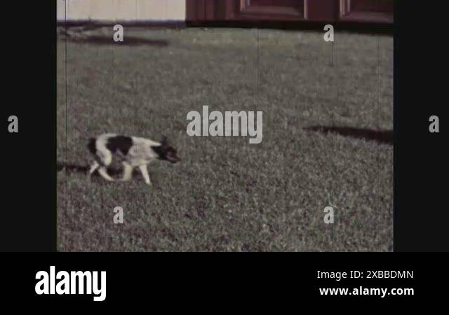 A dog named Skipper greets dogs with various reactions in the 1950s ...