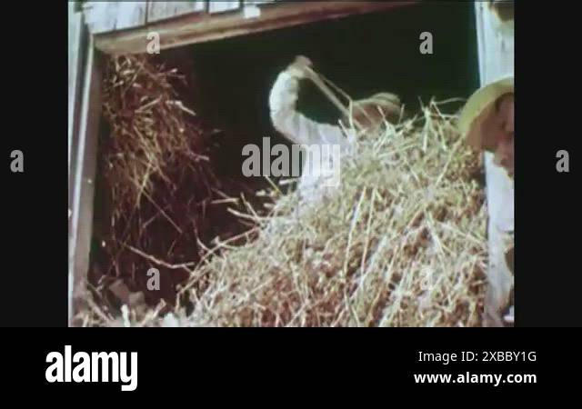 1956 - Farm children go swimming in a pond, and a farmer and his son ...