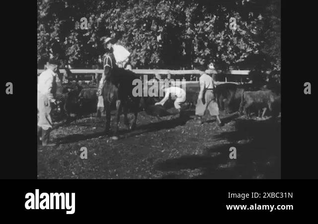 Life on cattle farms in Argentina are shown in the 1960s Stock Video ...