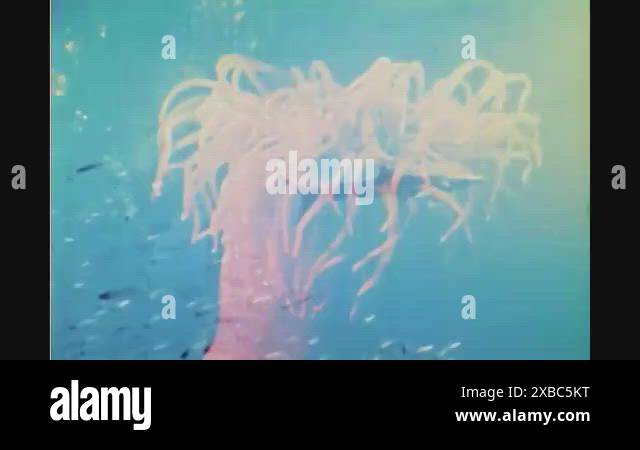 Some sea creatures have developed symbiotic relationships and some are ...