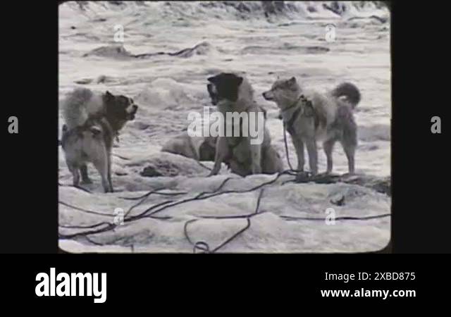 Eskimos in the Arctic move across the tundra using sled dogs in the ...