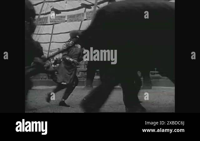 A 1930s, early 40s, 3 ring circus act features an exotic acrobat ...