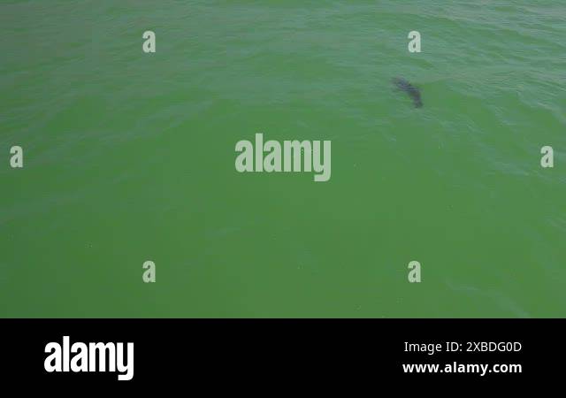 Swimming offshore Stock Videos & Footage - HD and 4K Video Clips - Alamy
