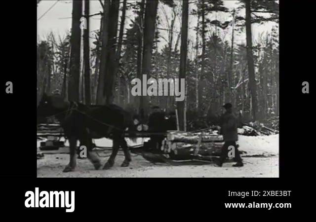 1930s - Loggers use horses and cranes to transport logs in a wintry ...
