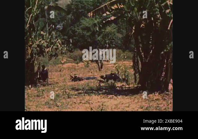 1962 - Nung Chinese men are trained by US Army Special Forces outside ...