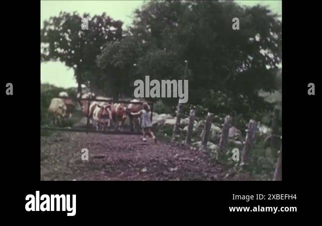 1960s - Cows are fed before they are milked on a farm Stock Video ...