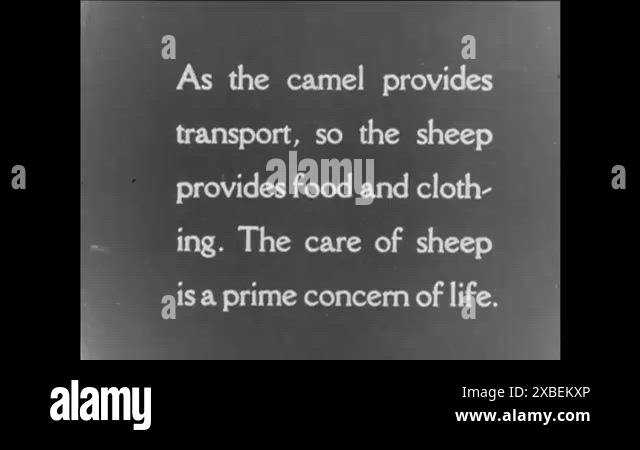 Herd of sheep egypt Stock Videos & Footage - HD and 4K Video Clips - Alamy