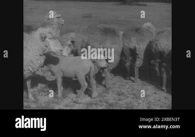 1950s - Farmers shear and feed their sheep Stock Video Footage - Alamy