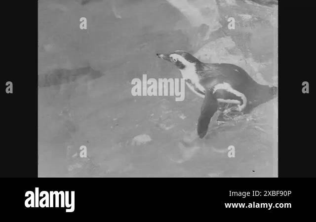 1940s - A penguin is shown swimming in slow-motion, and the shape of ...