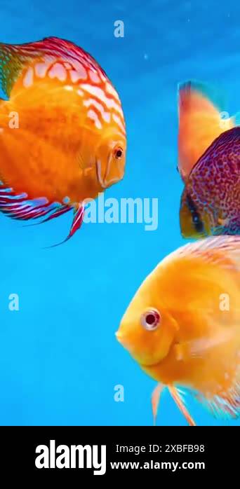 4K This clip features brightly colored discus fish swimming in an ...