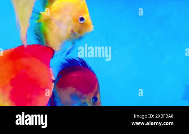 4K This clip features brightly colored discus fish swimming in an ...