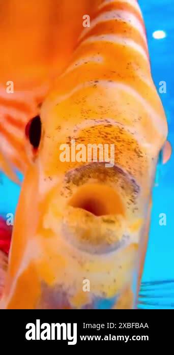 4K This clip features brightly colored discus fish swimming in an ...