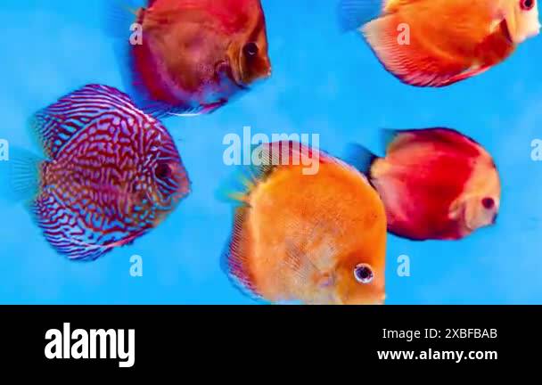 4K This clip features brightly colored discus fish swimming in an ...