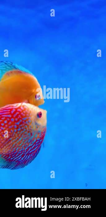 4K This clip features brightly colored discus fish swimming in an ...