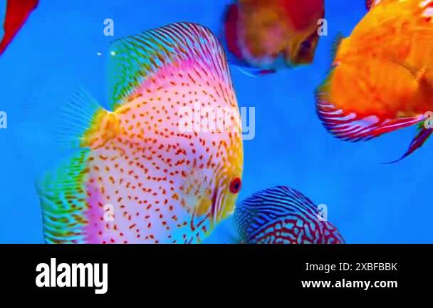4K This clip features brightly colored discus fish swimming in an ...