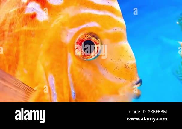 4K This clip features brightly colored discus fish swimming in an ...