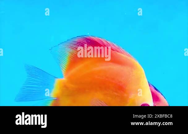 4K This clip features brightly colored discus fish swimming in an ...