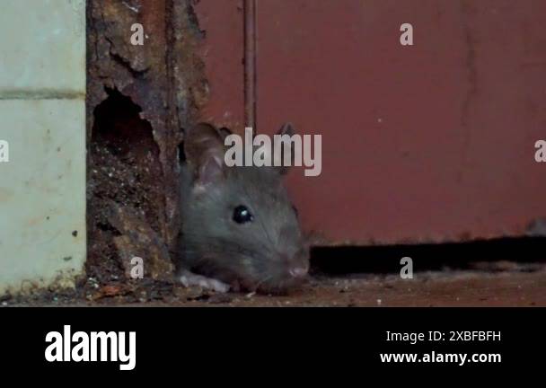 Omnivorous rodent furry animal Stock Videos & Footage - HD and 4K Video ...
