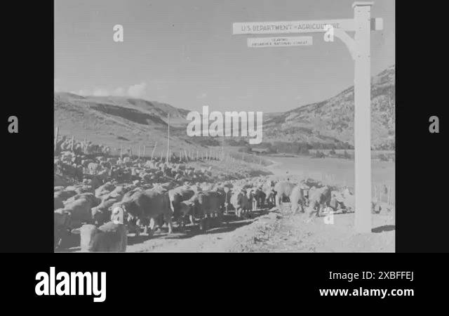 1940s - Sheep are herded towards a corral, which two ranchers are ...