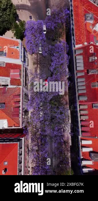 Vertical shot blooming trees Stock Videos & Footage - HD and 4K Video ...