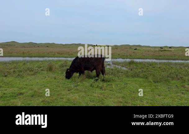 Highland cow at Nationaal Park Texel Duinen in Spring on the Dutch ...