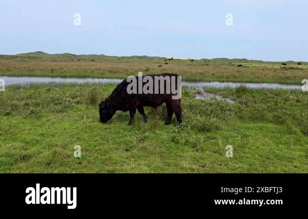 Highland brown cow at Nationaal Park, Texel Duinen in Spring on the ...