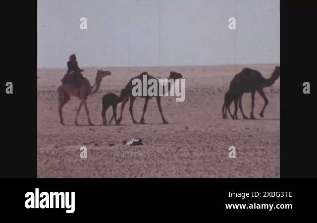 1978 - Bedouins modernize their herding tactics when Saudi Arabia ...