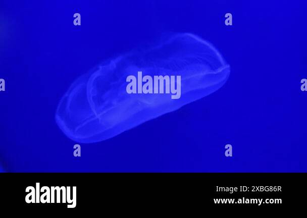 A jellyfish with bioluminescence is gracefully swimming in the dark ...