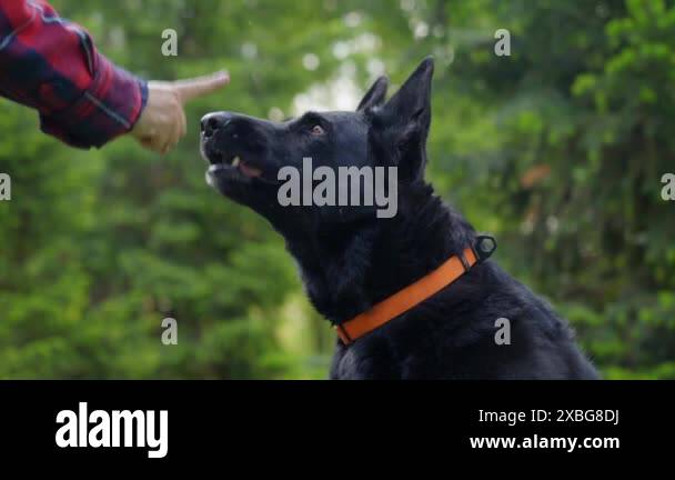 Close-up of female dog owner scolding cute naughty black female ...